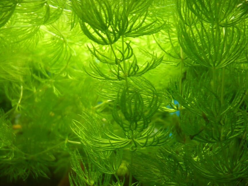 Роголистник