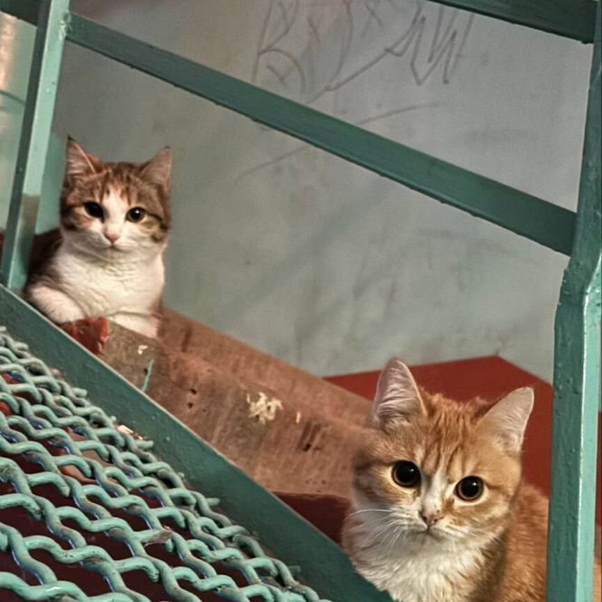 Котята в добрые руки
