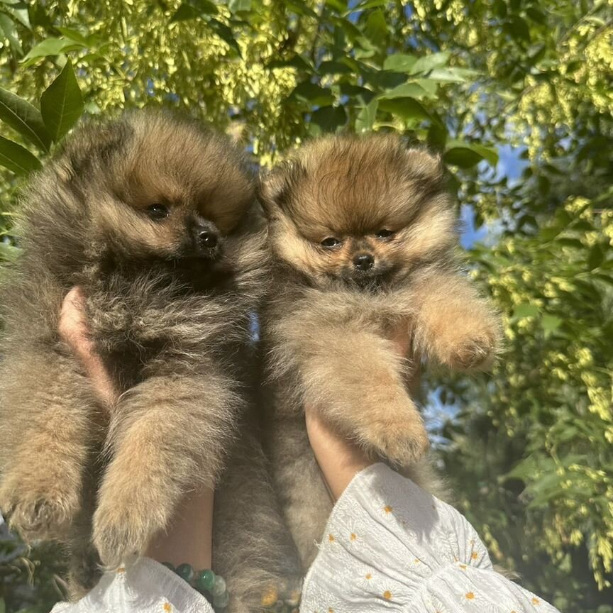 Поменский мини шпиц