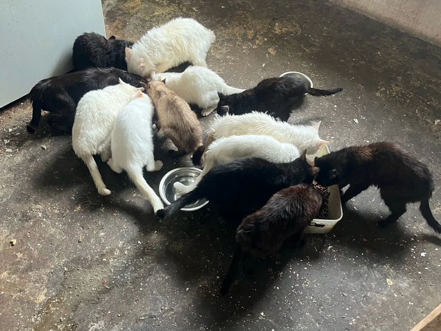 Кошки и коты ищут дом