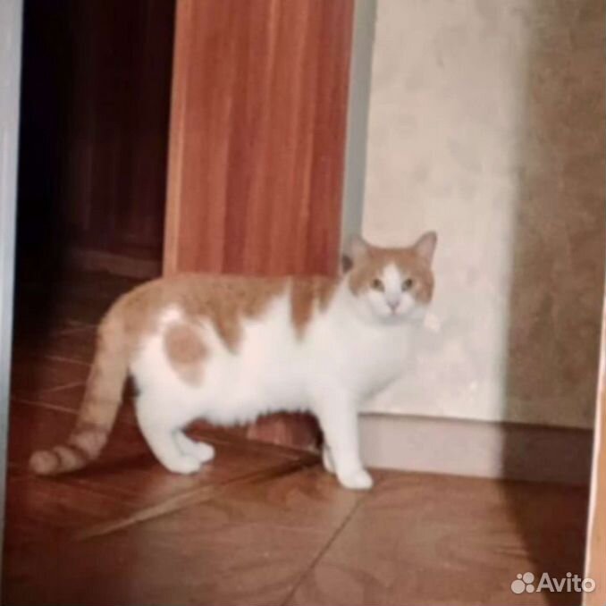 Кот рыжий крупный Сэм Винчестер, 1 год