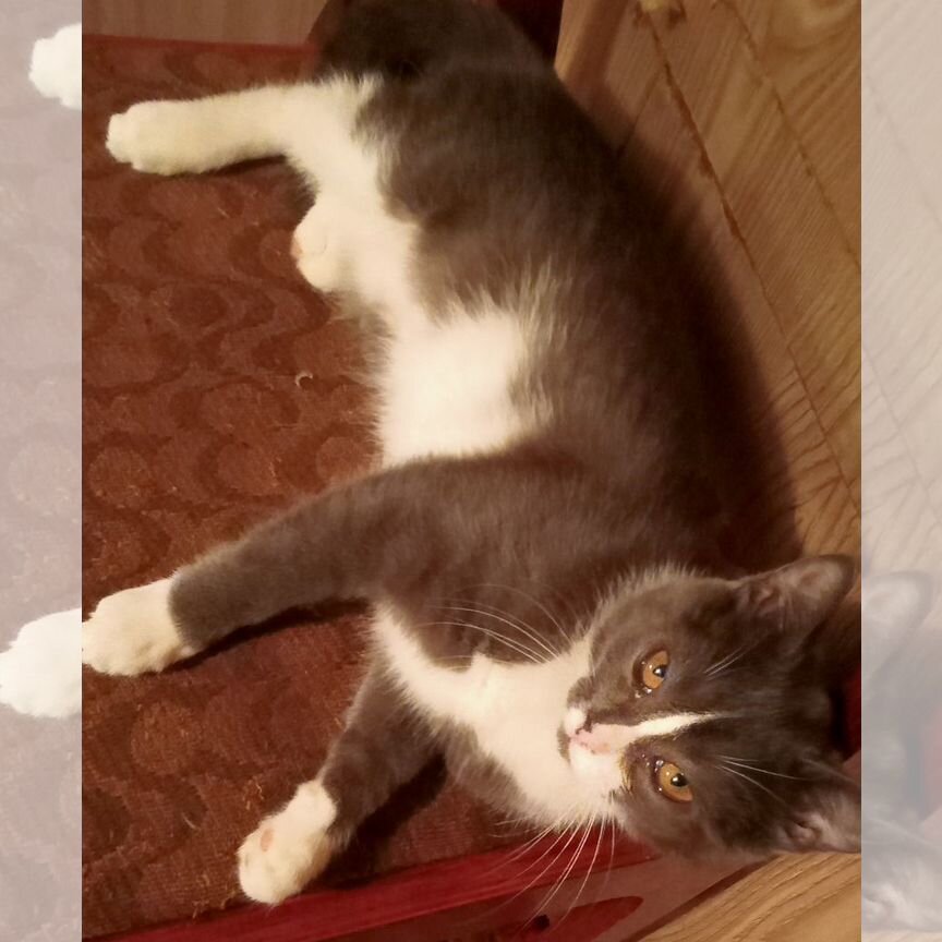 Котёнок в добрые руки