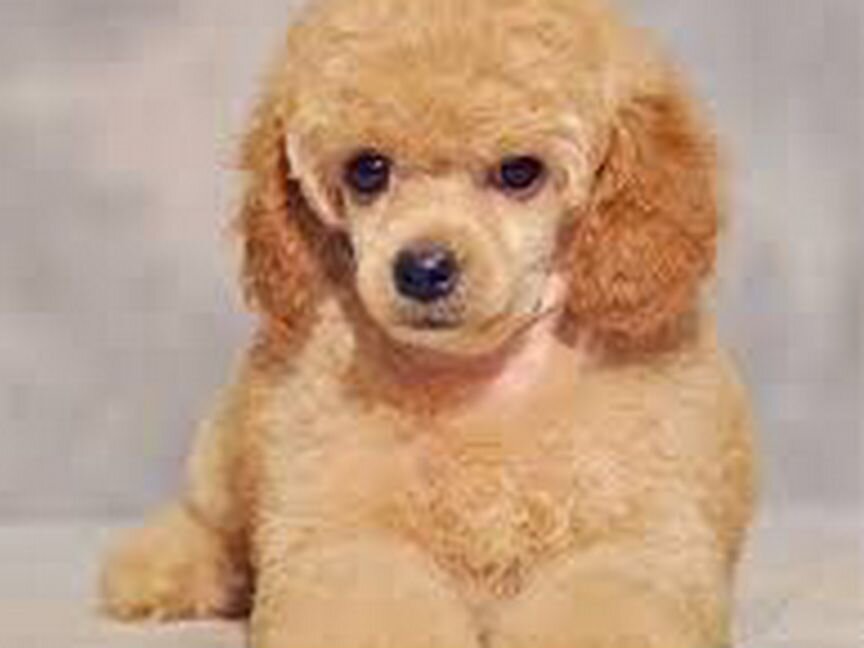 Той-пудель девочка 5 месяцев