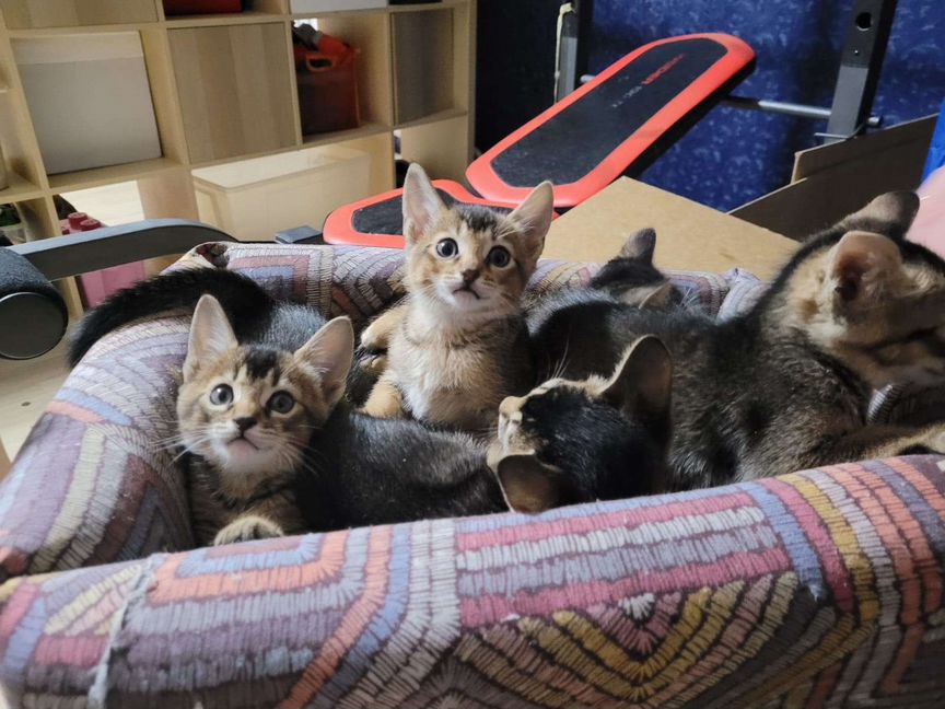 Котята мама бенгальская кошка папа абиссинец