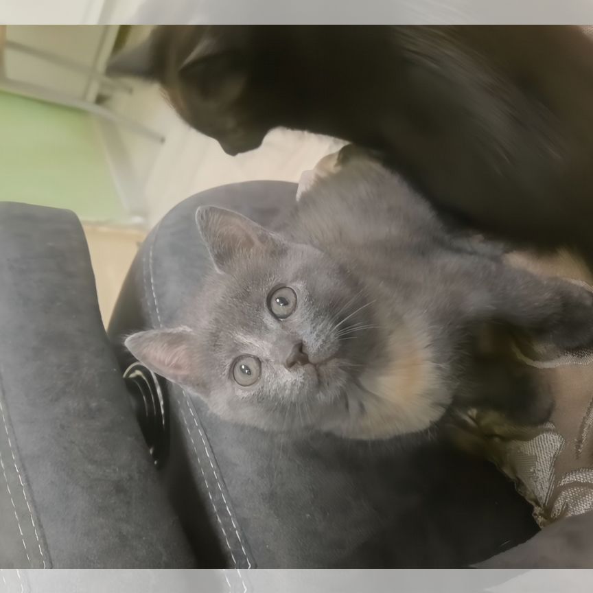 Котята отдам в добрые руки бесплатно