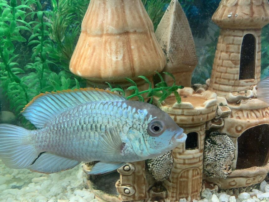 Рыба цихлиды крупные