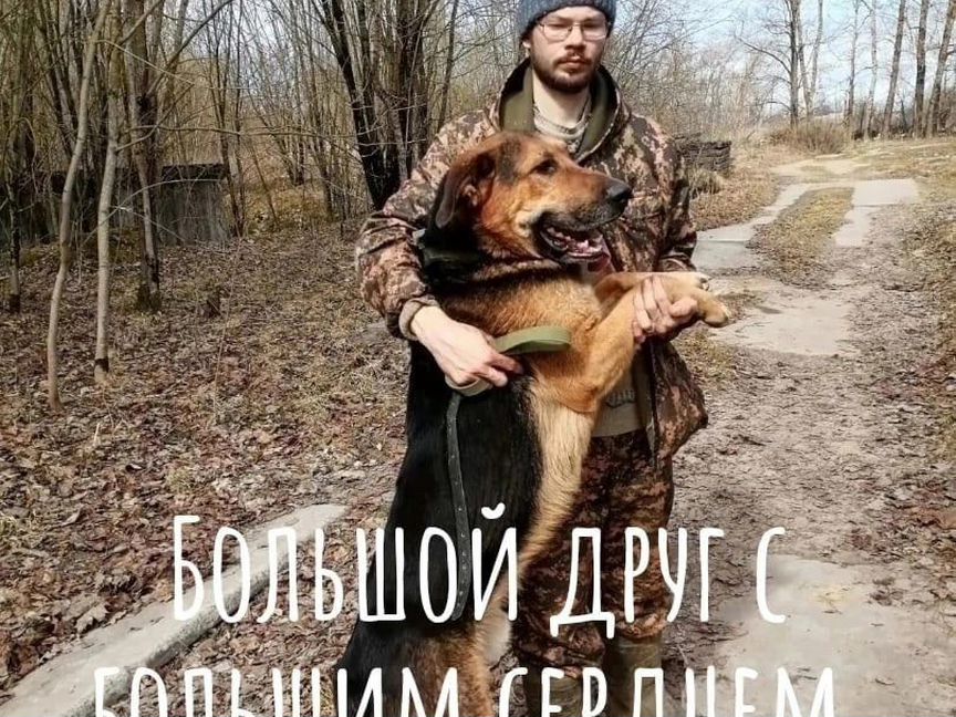 Кобель Бобося в хорошие руки бесплатно