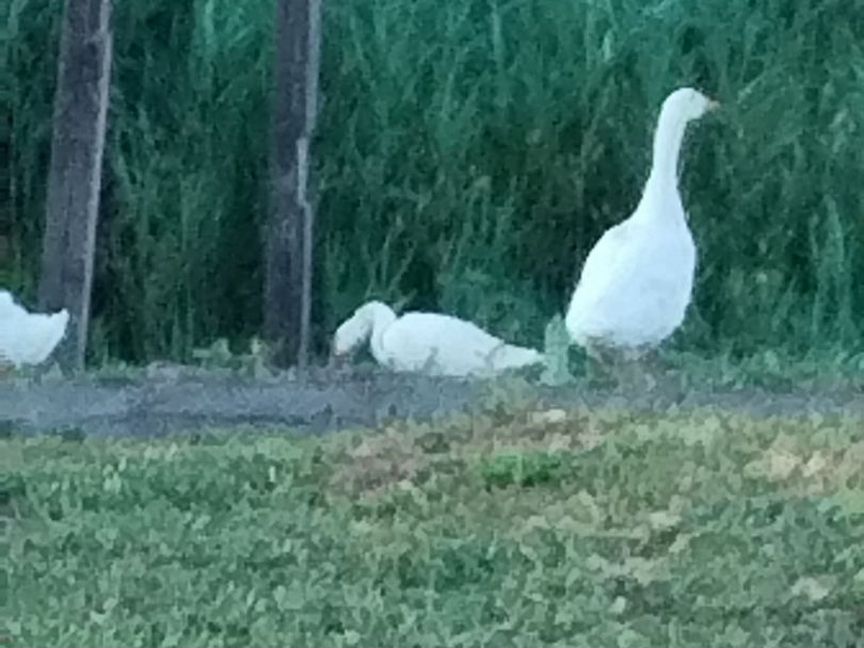 Гусь Датский маму суточные