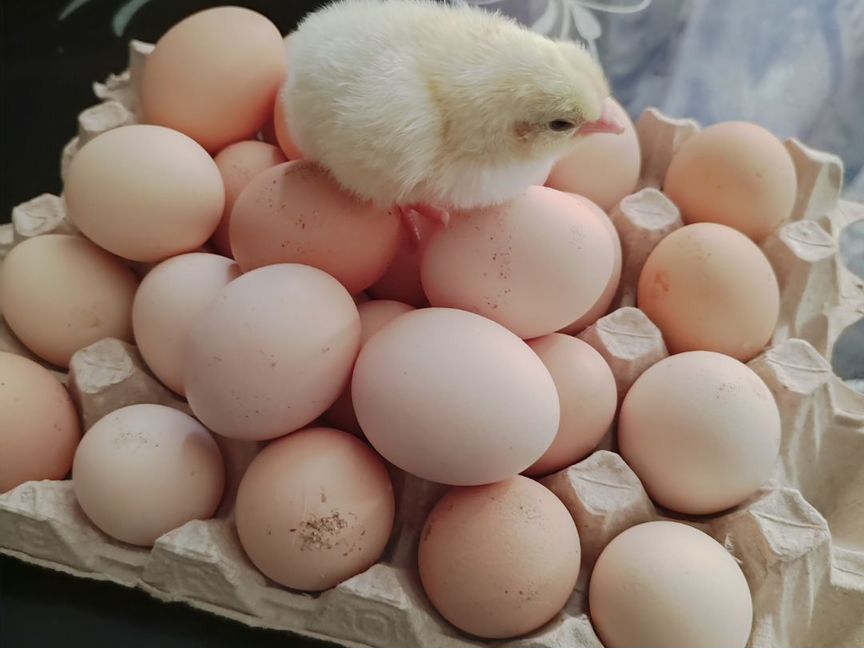 Цыплята Адлер. Серебро, яйцо инкубационное