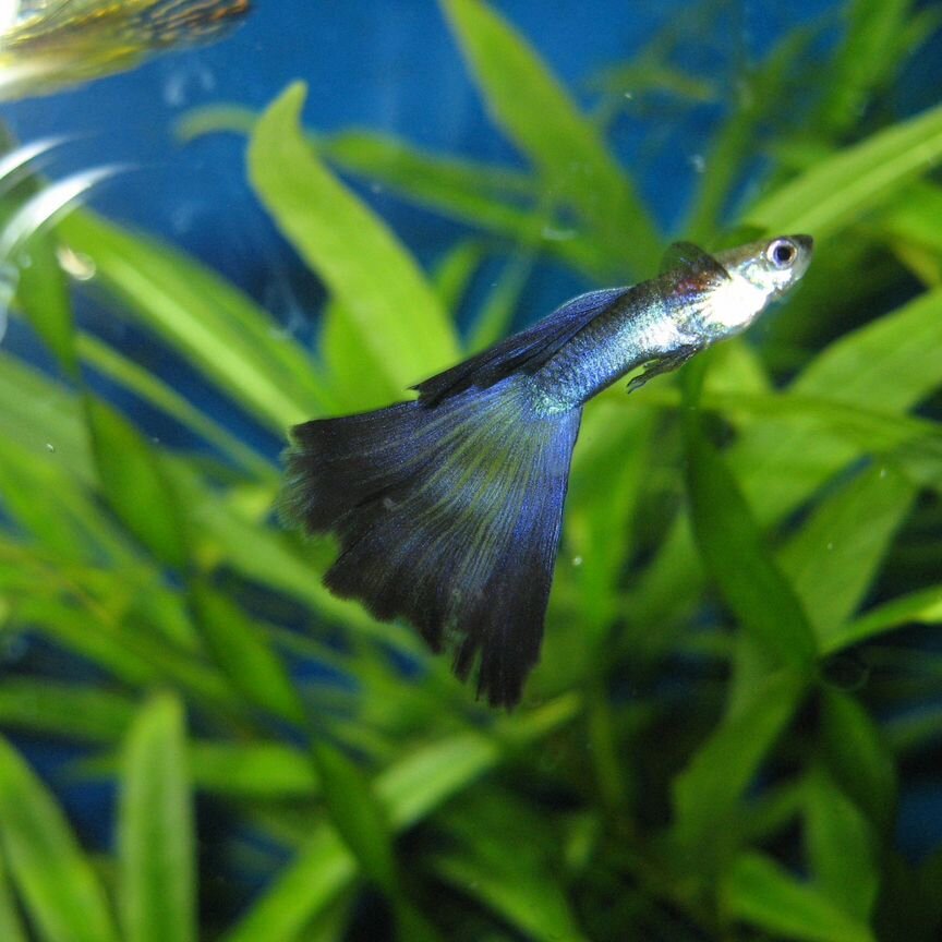 Продам гуппи