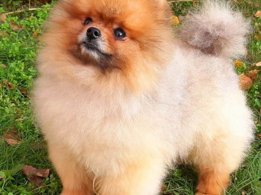 Померанский шпиц вязка