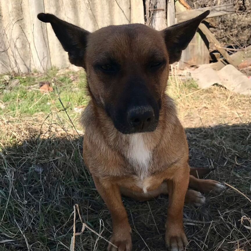 Маленькая комнатная собачка для вас