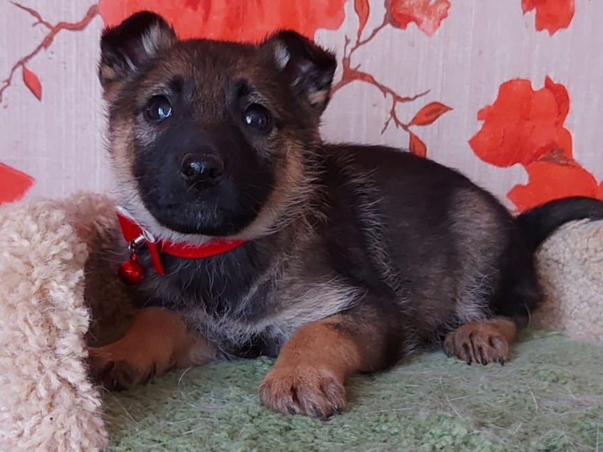 Щенок девочка будет мелкой