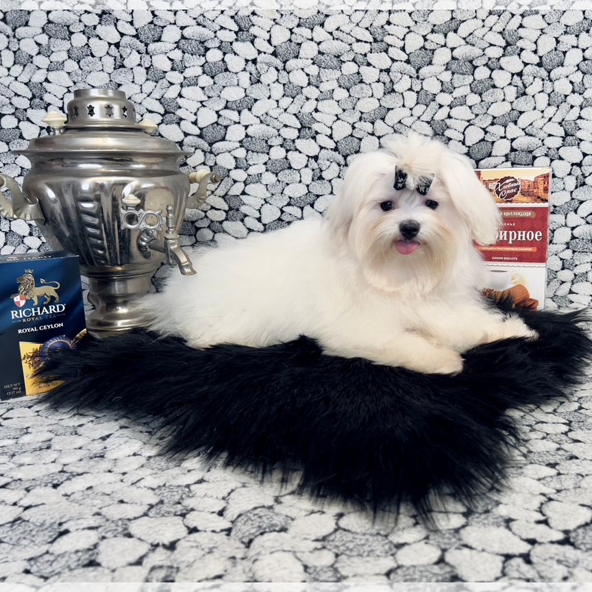 Мальтезе мальчик