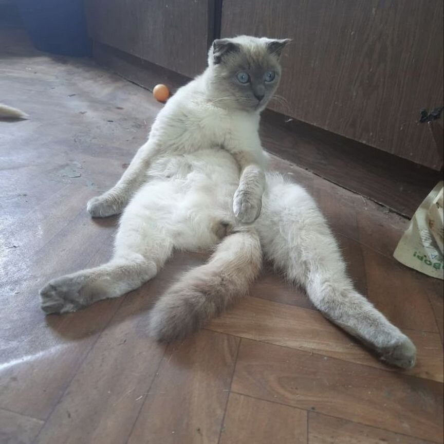 Кот в поиске дома