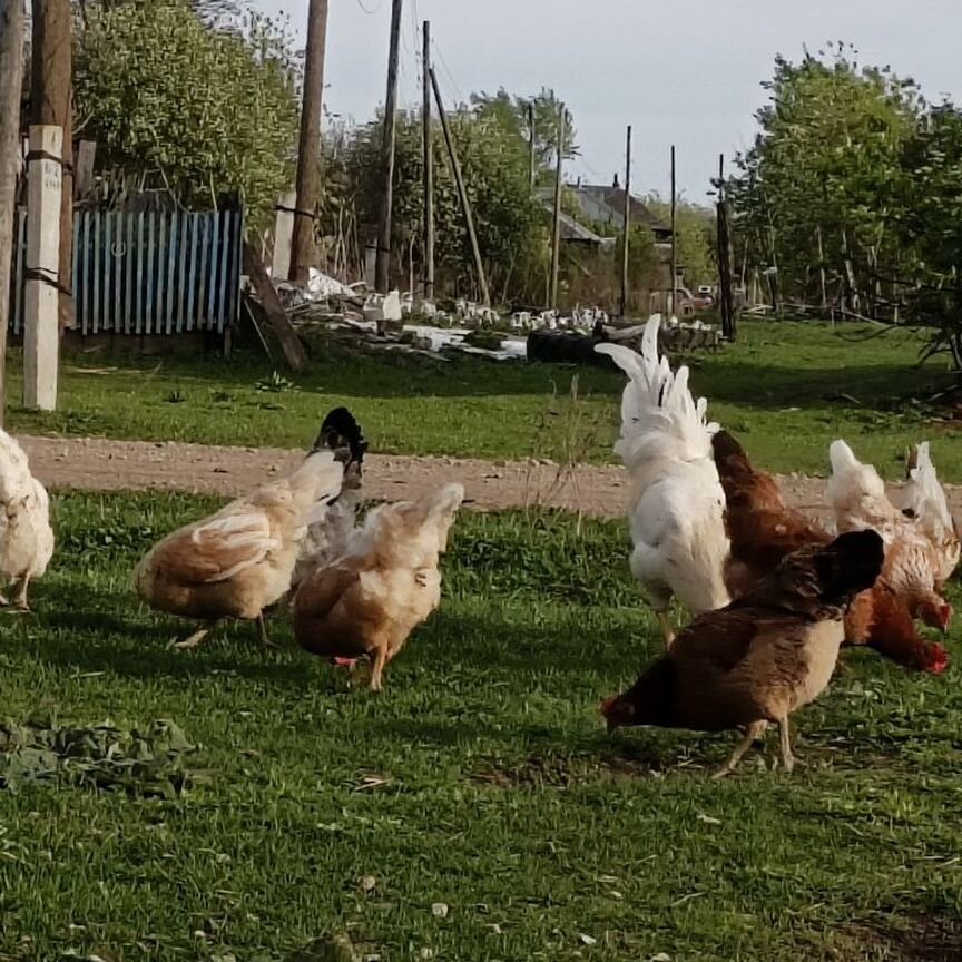 Курицы и петухи