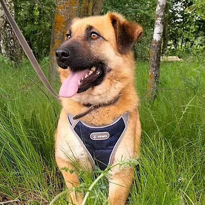 Взрослый пёс в добрые руки