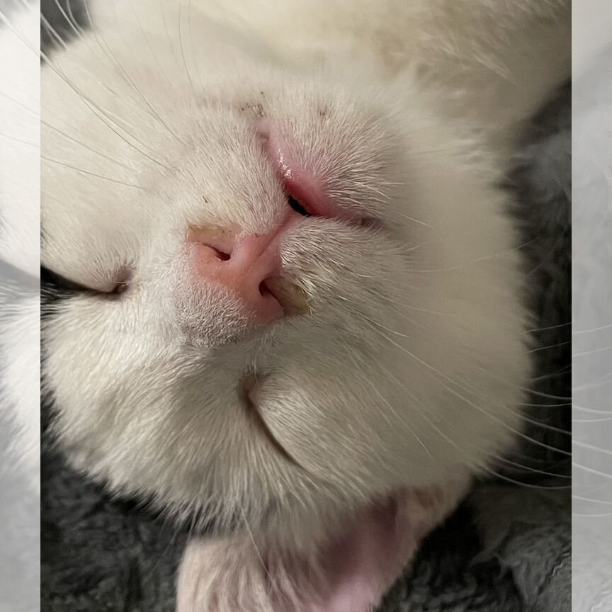 Отдам котенка в добрые руки