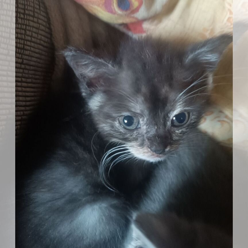 Отдам в добрые руки котенка