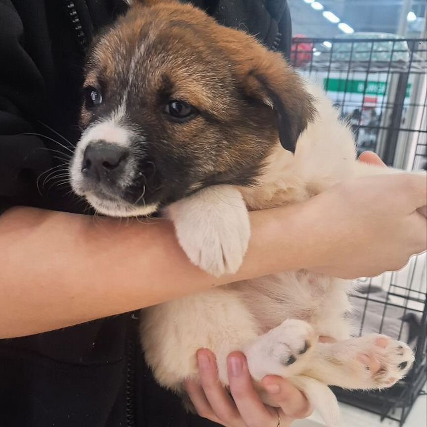 Щенок в добрые руки