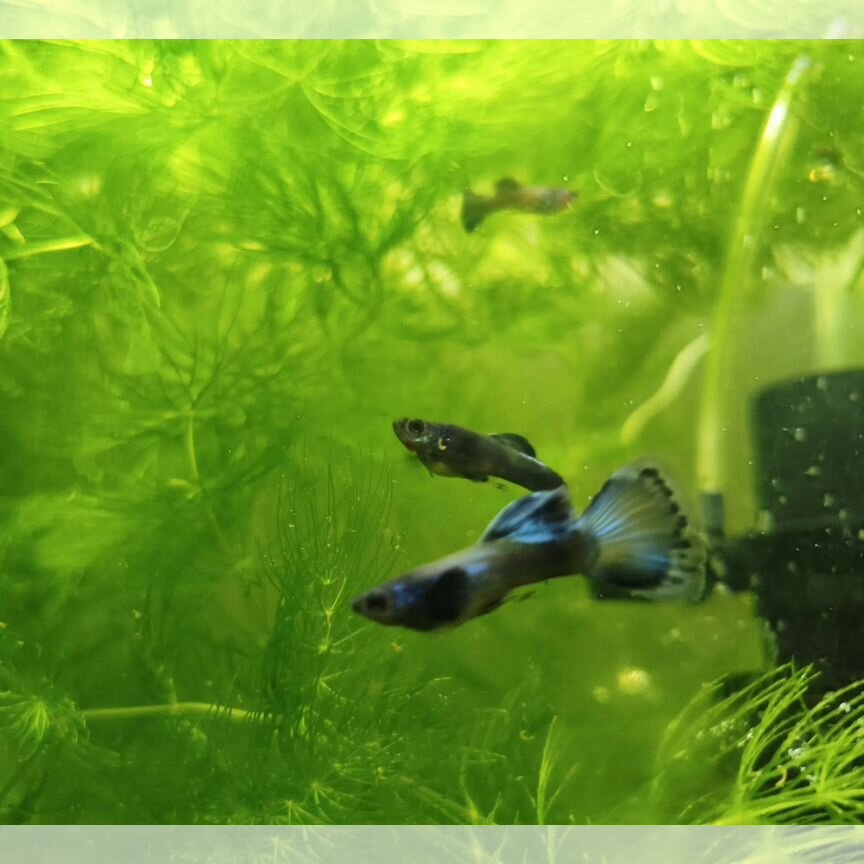 Гуппи чистая линия blue cobalt