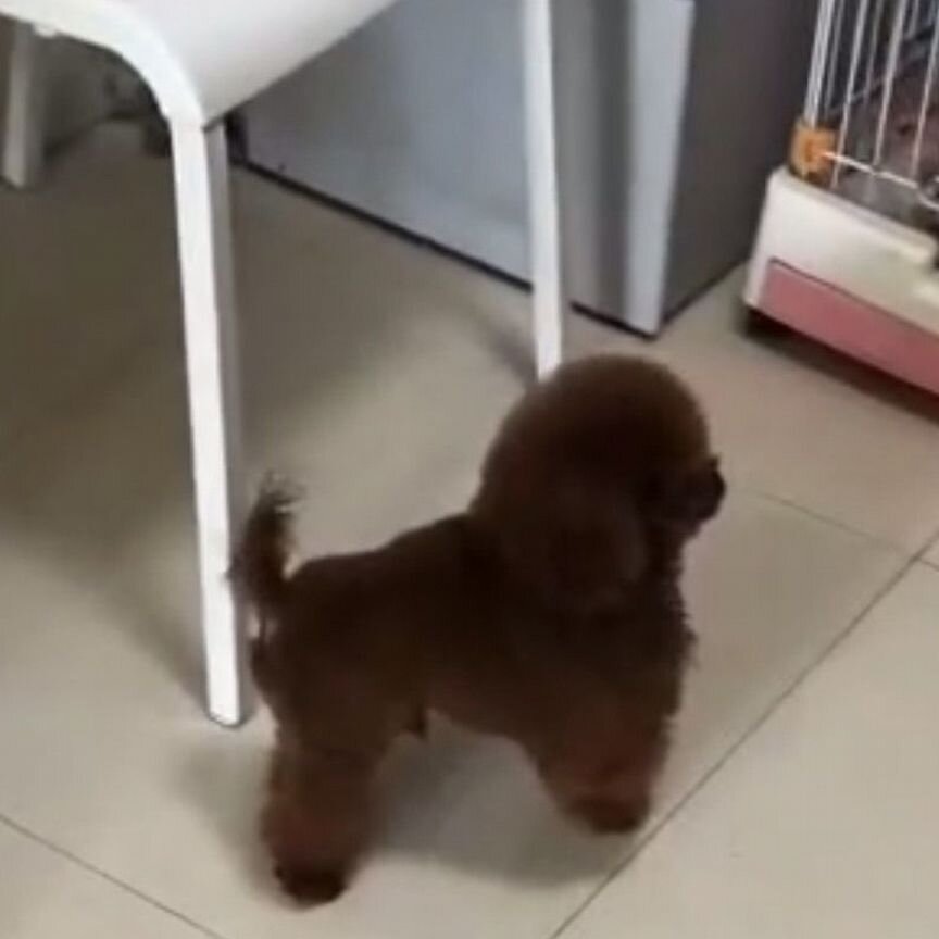 Той-пудель, взрослый пёс