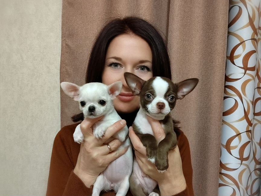 Шоколадное, яркое чудо, чихуахуа Арчи