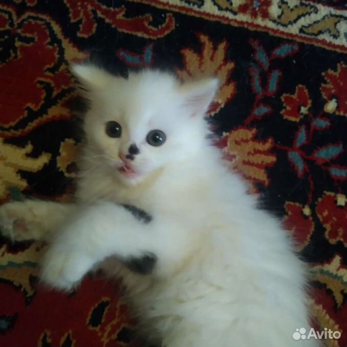 Котенок 2 мес полуперс