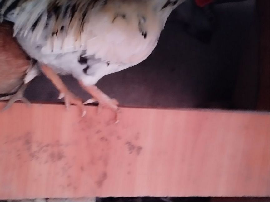 Куры карликовые