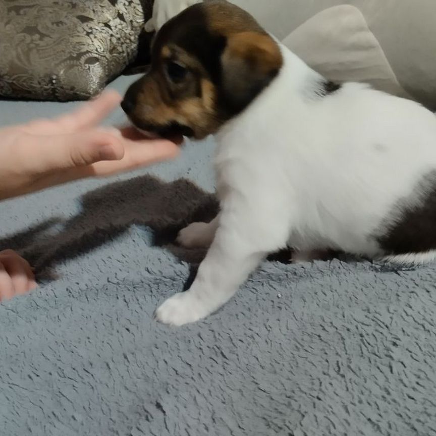 Щенок в добрые руки за шоколадку