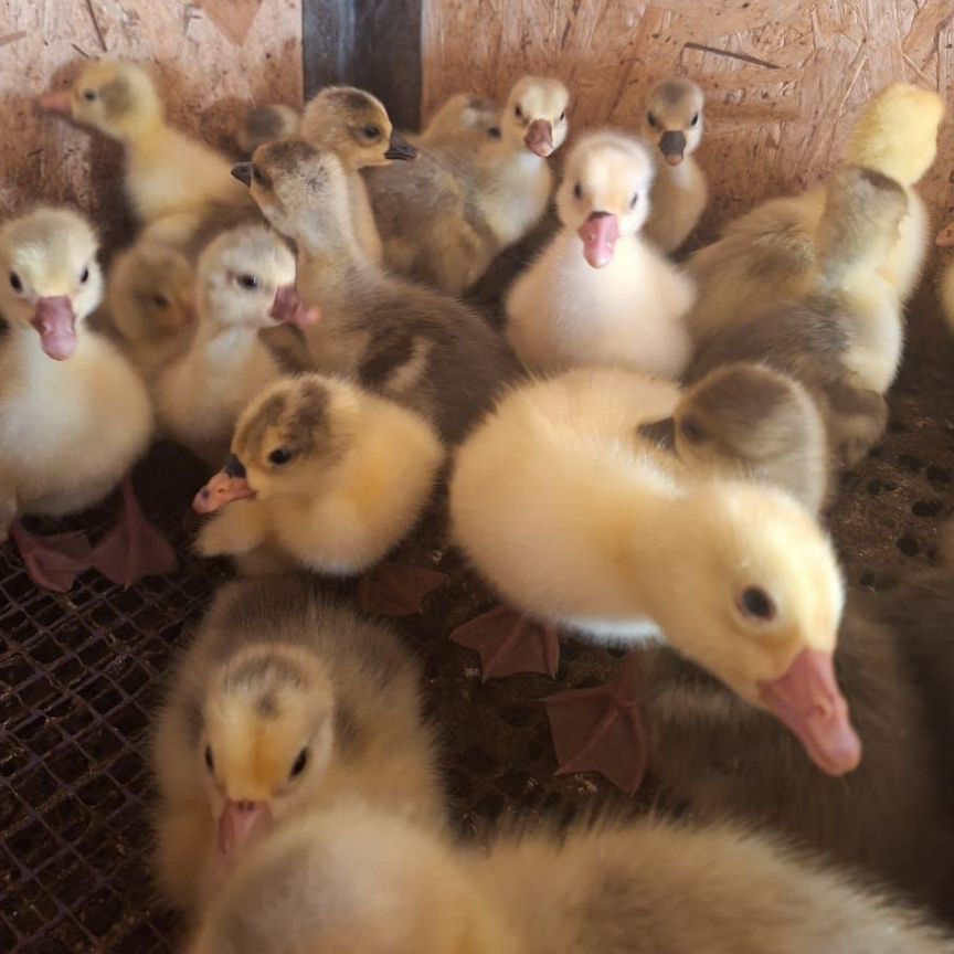 Гусята крупного серого