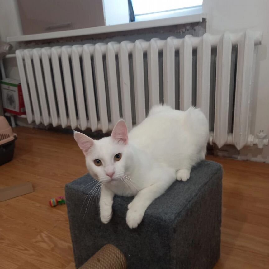 Продаю белого котика