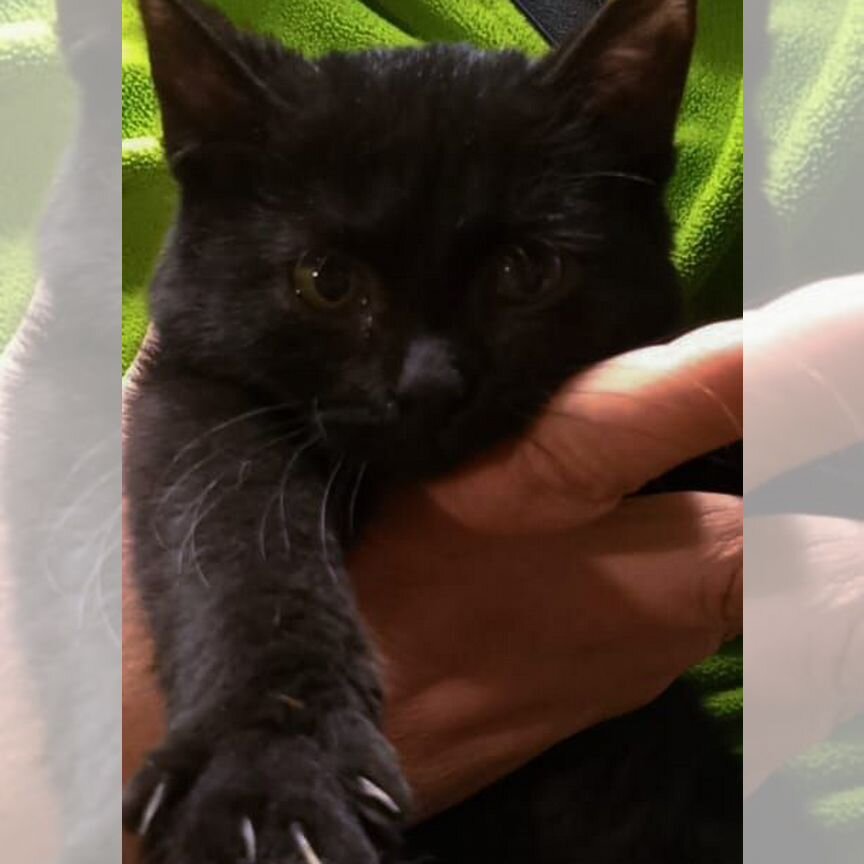 Котёнок в добрые руки