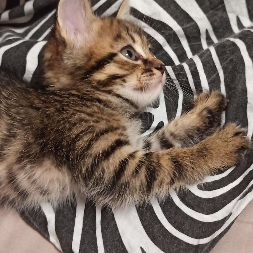 Отдам котëнка