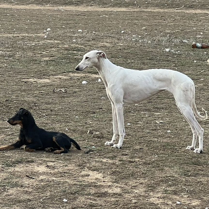 Хортая борзая