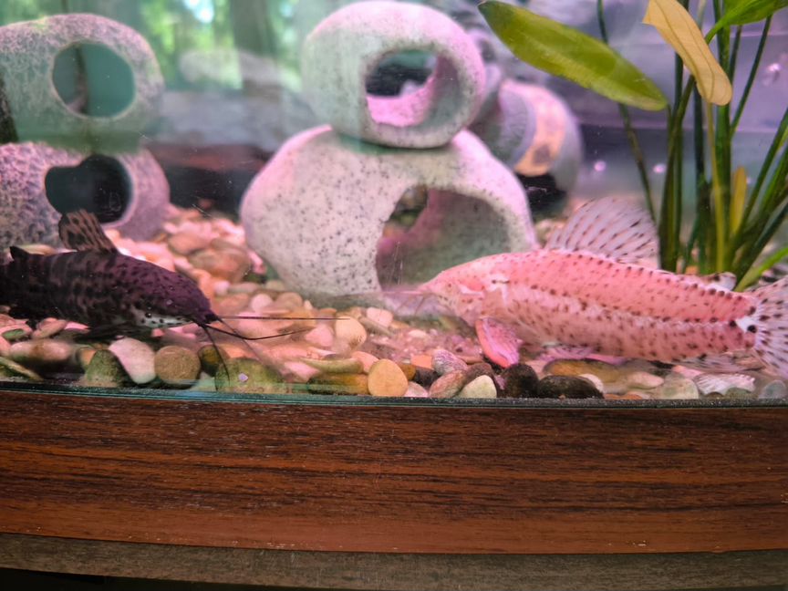 Таракатумы пара