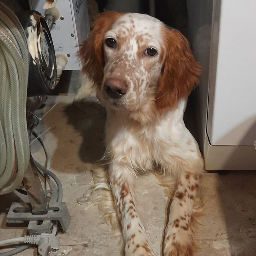 Английский сеттер, взрослая собака