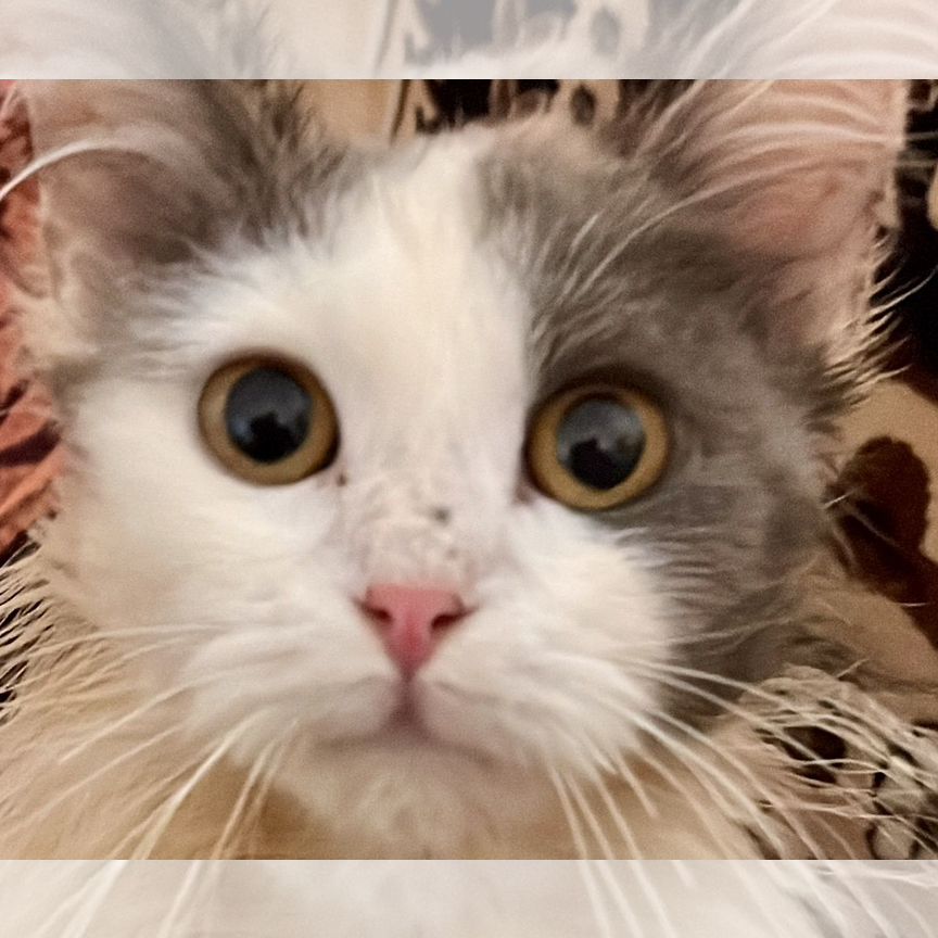 Фронтовой" котенок