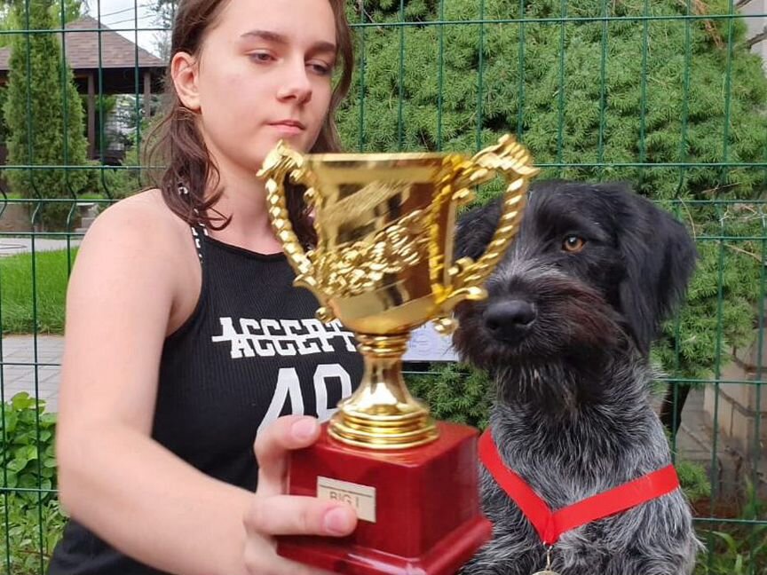 Щенки дратхаара.д.р.23.06.23