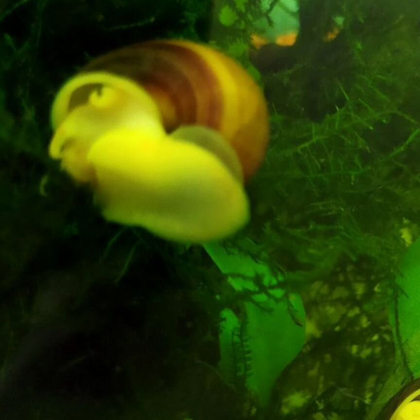 Улитки ампулярии