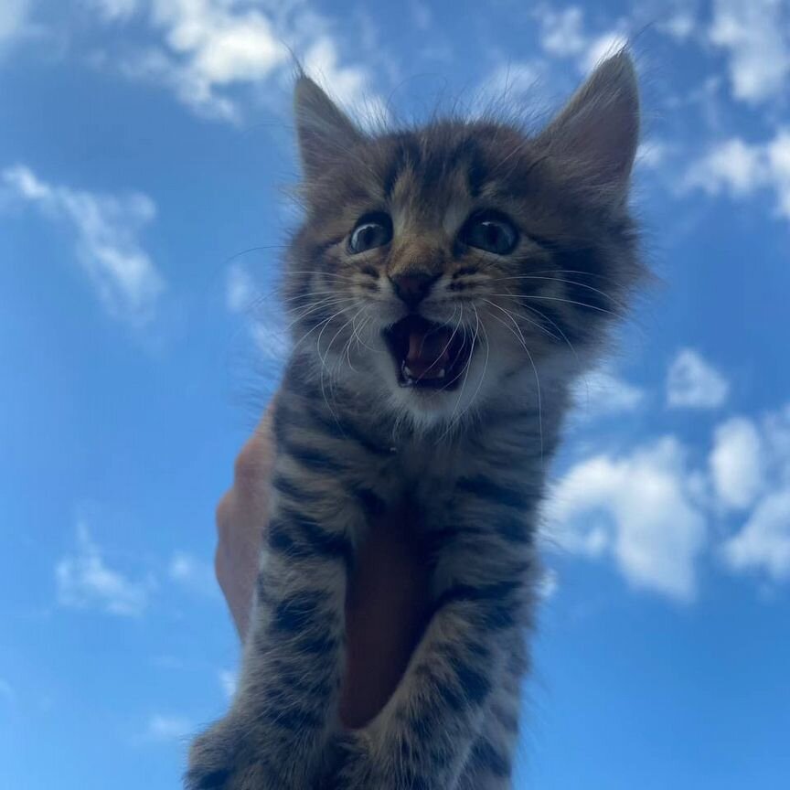 Котята пупсы в добрые руки