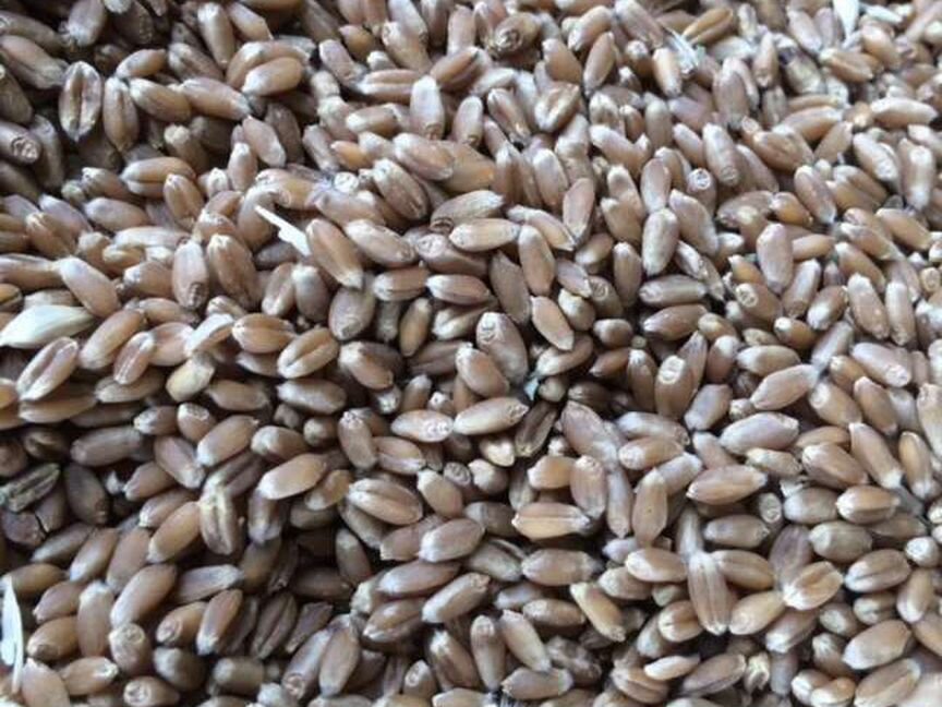 Озимая пшеница