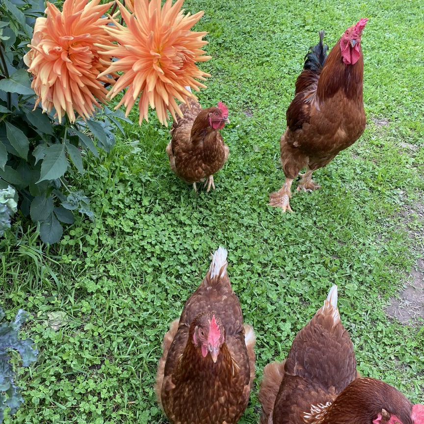 Куры несушки