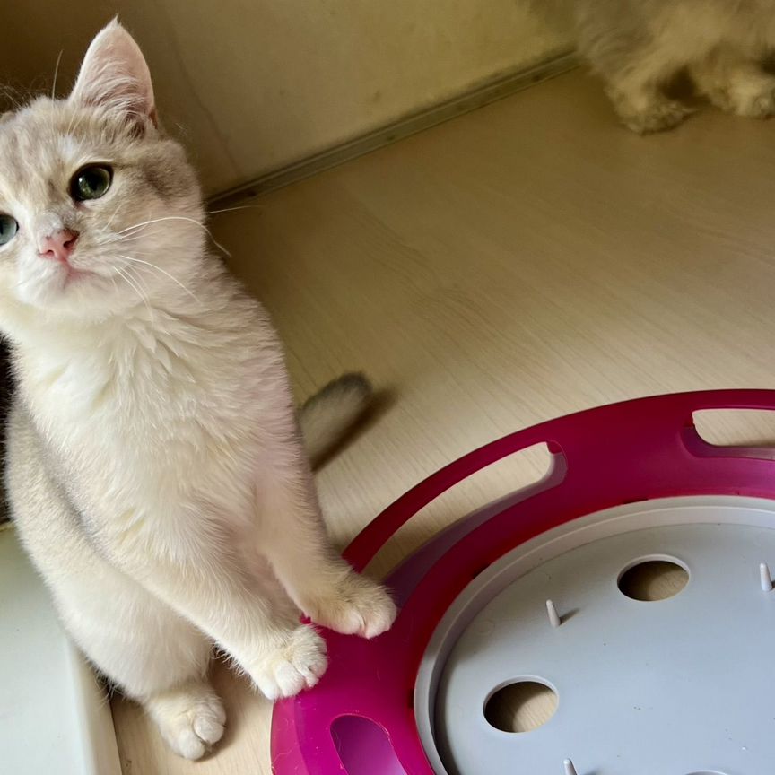 Котик голубое золото