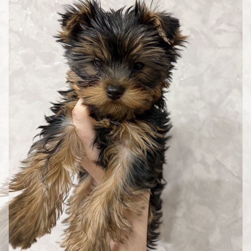 Йоркширский терьер, щенок