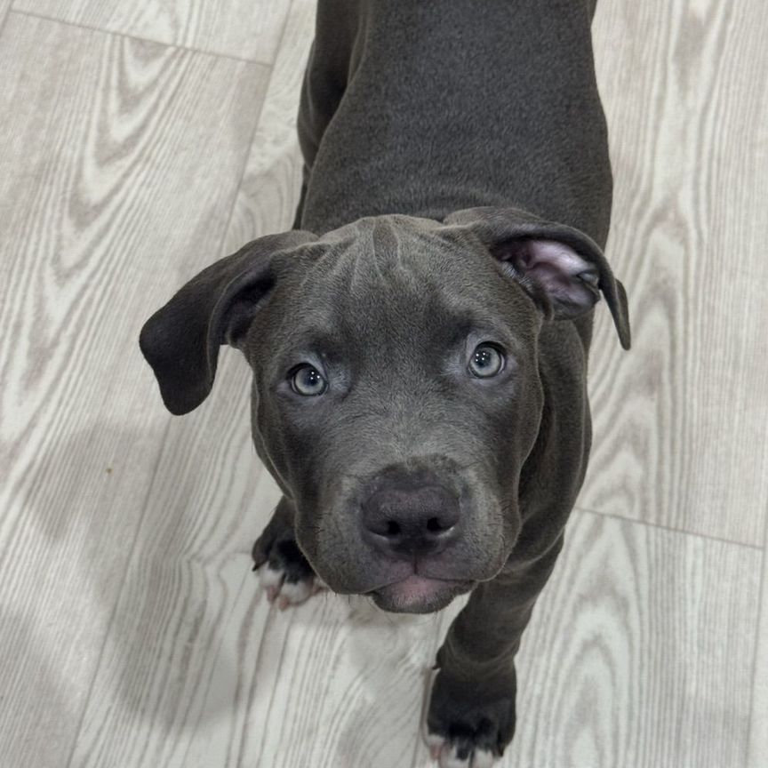 Американский питбультерьер, щенок