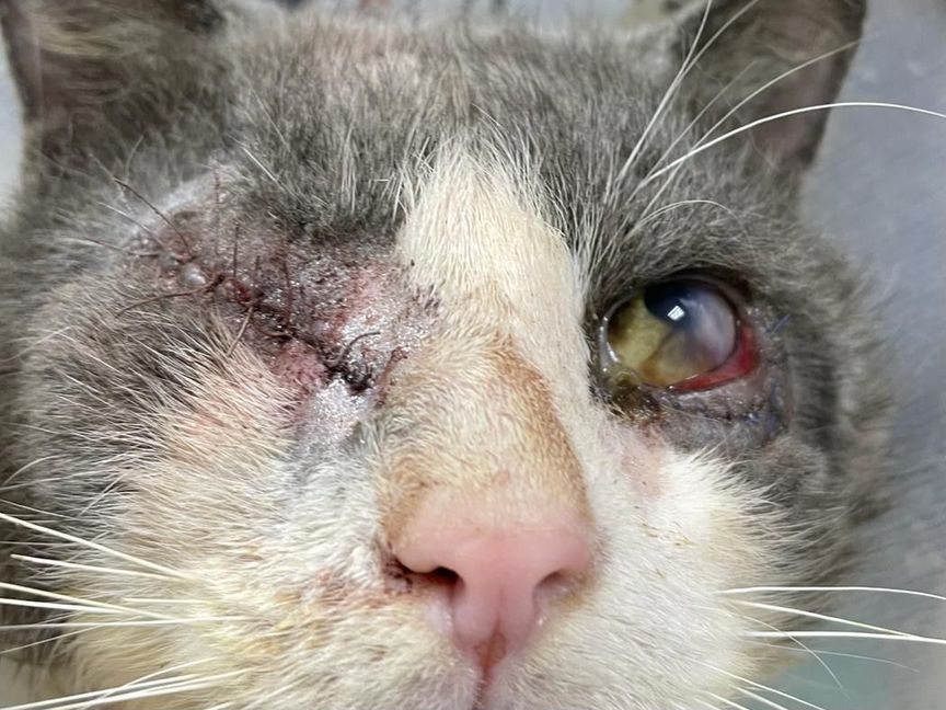 Кот Кузьмич получил ранения