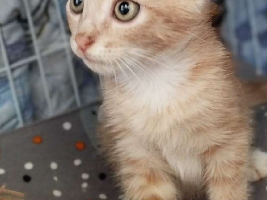 Рыжий котенок в добрые руки бесплатно