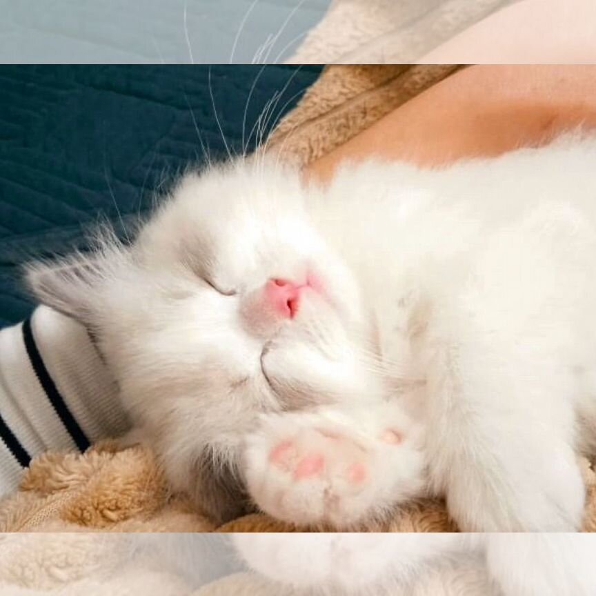 Котенок девочка Рэгдолл