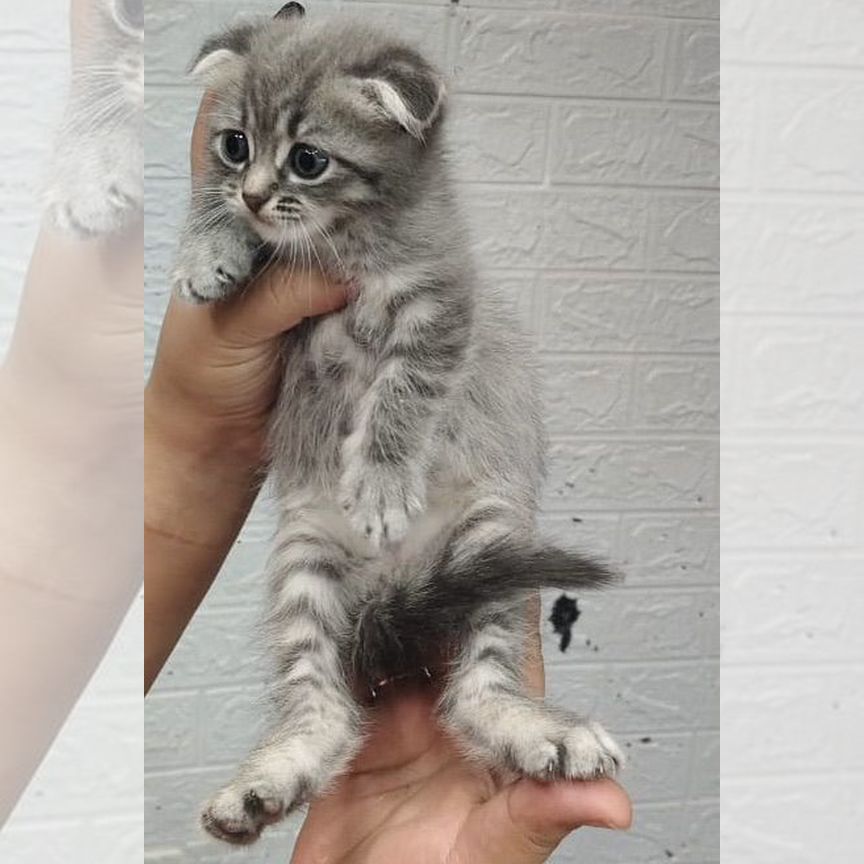 Шотландские вислоухие котята